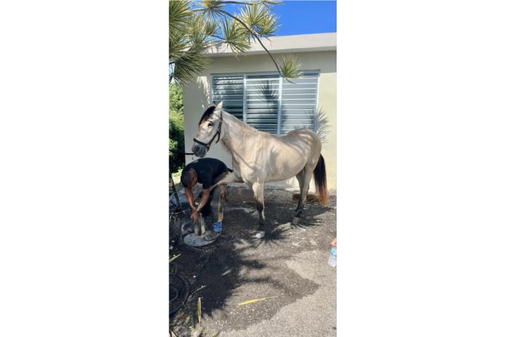 Caballo bayo venta Puerto Rico