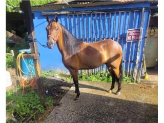 Precioso caballo saino Puerto Rico
