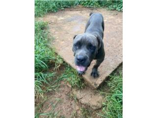 Cane Corso Gris 2 Años Macho Puerto Rico