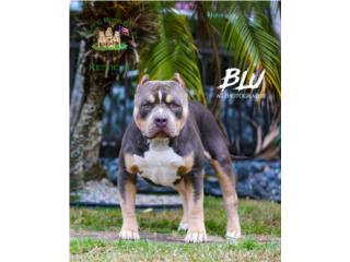 American Bully XL - Grandes y Hermosos Puerto Rico