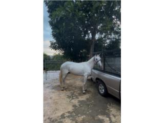 Caballo moro Puerto Rico