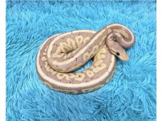 Serpiente ball python Puerto Rico