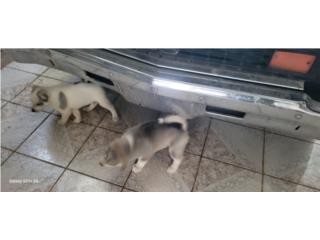 Tengo dos husky Puerto Rico
