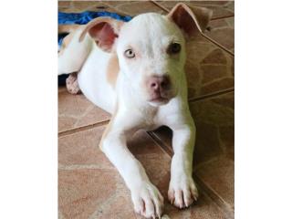 Pitbull 2 meses Puerto Rico