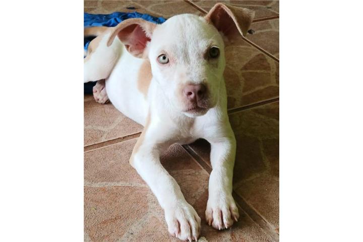 Pitbull 2 meses Puerto Rico