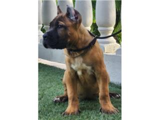 Cane Corso Puerto Rico