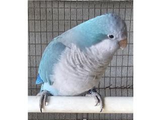 Quaker verde y azul Puerto Rico