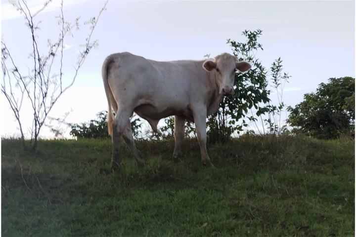Novillos de Calidad Puerto Rico