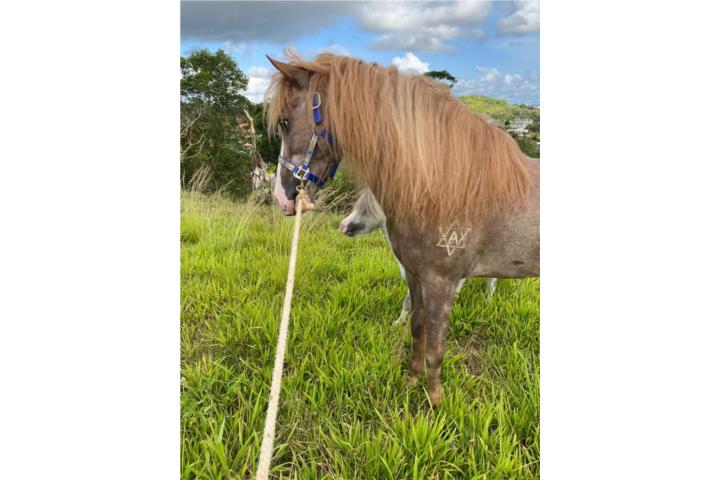 Caballo entero manso Puerto Rico