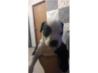 Regalo pitbull Puerto Rico