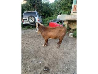 Cabro boar grande Puerto Rico