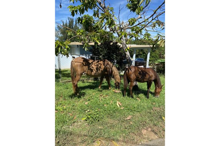 Caballo Puerto Rico