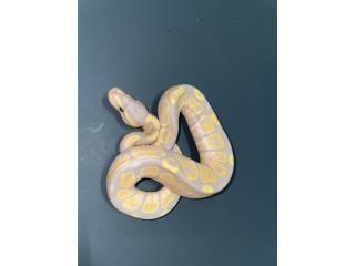 Hermosas Ball Python Bebés Puerto Rico
