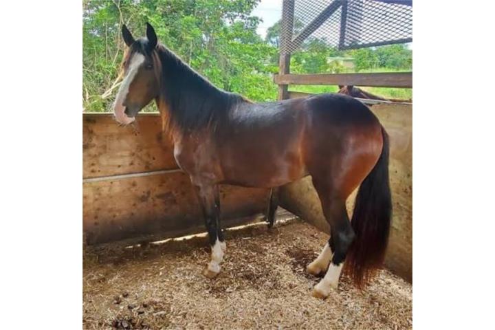 lindo para una monta Puerto Rico