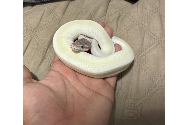 Ball python súper mojave od Puerto Rico