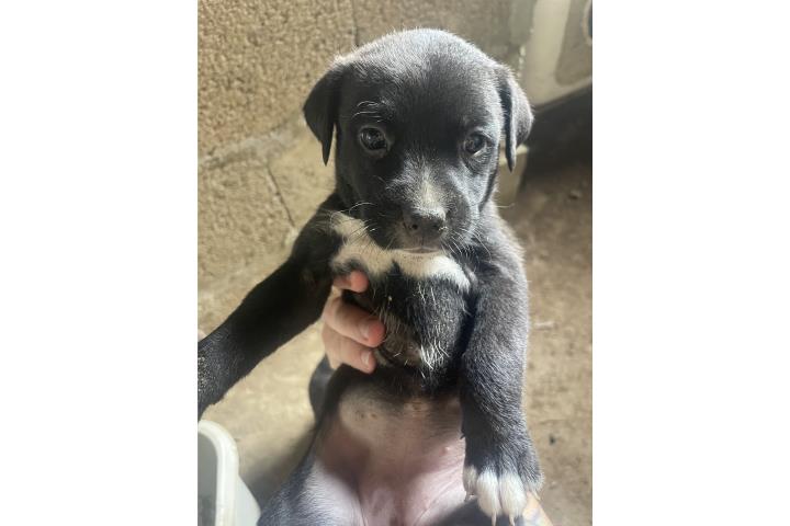 PERRITOS PARA ADOPCION Puerto Rico