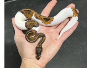 Ball python Puerto Rico