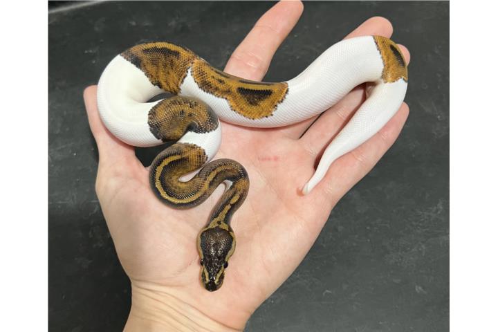 Ball python Puerto Rico