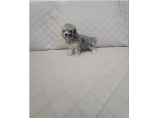Hermosa Toy Poodle Merle Puerto Rico