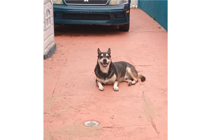 Perro sato Puerto Rico