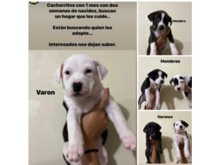 Se regalan perros Puerto Rico