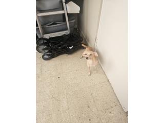 Perro Puerto Rico
