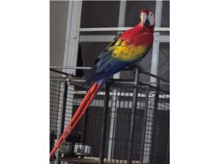 HERMOSO GUACAMAYO CON JAULA PARA MASCOTA Puerto Rico