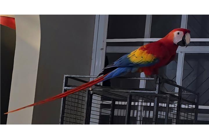GUACAMAYO MACHITO Y SU JAULA MASCOTA 1 AÑITO Puerto Rico