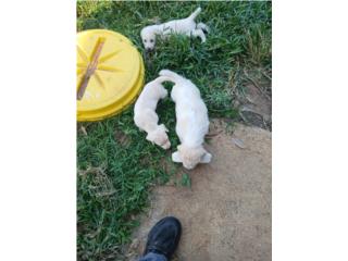 Perro puppy Puerto Rico