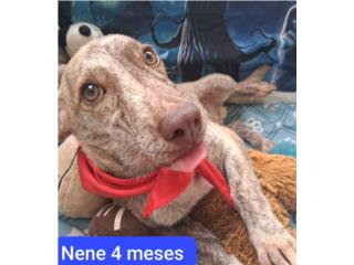 Perros pqra adopcion Puerto Rico