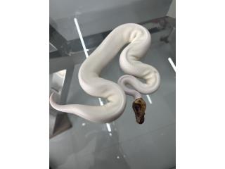 Pastel Russo Pied Ball Python 1.0 (Macho) Puerto Rico