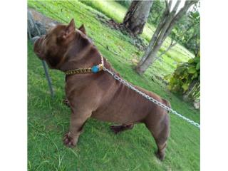 Hermoso pitbull ?? Bully chocolate Puerto Rico
