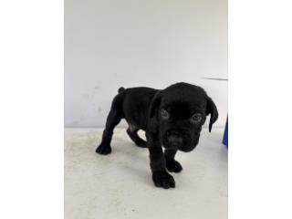 Cane Corso Puerto Rico