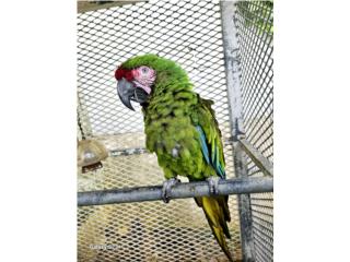Guacamayo mimitar Puerto Rico