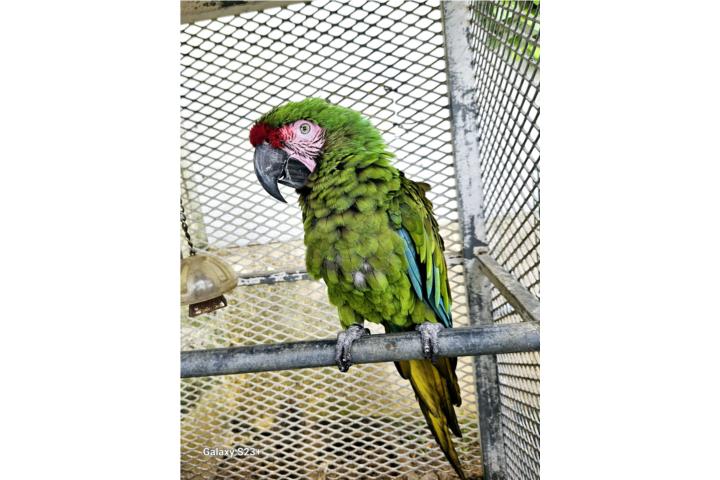 Guacamayo mimitar Puerto Rico