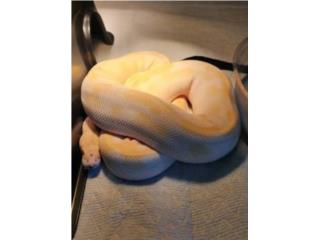 Champange Albino Ball Python Puerto Rico