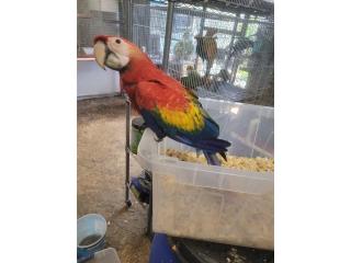 Guacamayo escarla Puerto Rico