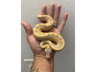 Serpiente / Serpientes Ball Python Puerto Rico