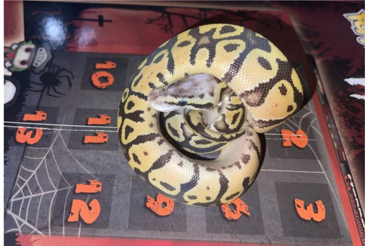 Firefly OD Het Clown Ball Python Puerto Rico