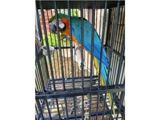 Guacamayo Puerto Rico