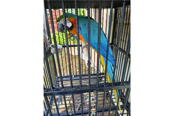 Guacamayo Puerto Rico