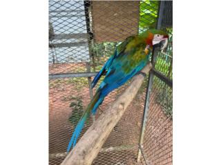 Guacamayo Arlequín Adulto Puerto Rico