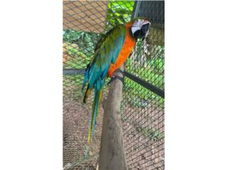 Guacamayo Catalina macho Puerto Rico