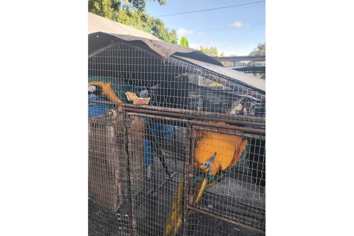 Pareja de guacamayos Puerto Rico