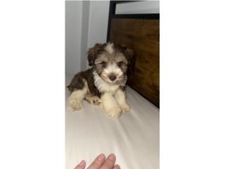 Mini Schnauzer (Party) Puerto Rico