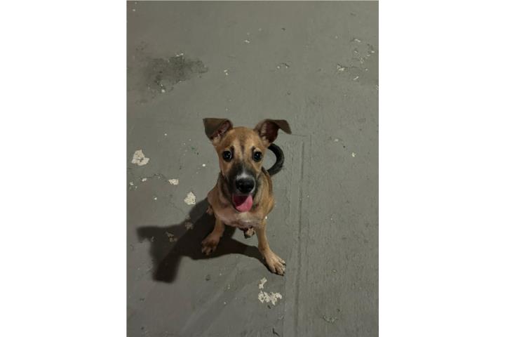 Un perro de 5 meses área de San Juan Puerto Rico