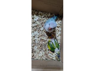 Quaker BB azul Puerto Rico