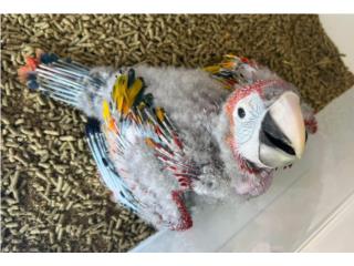 Guacamayo Puerto Rico