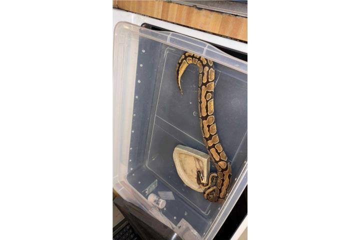 Ball Python adulta! Puerto Rico