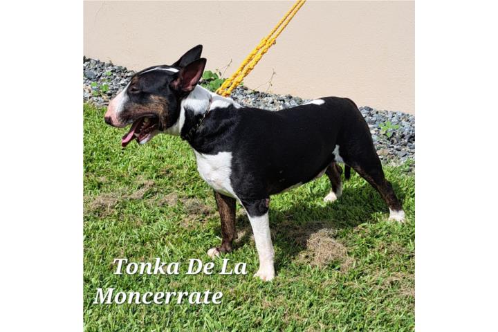 Bull Terrier Puerto Rico